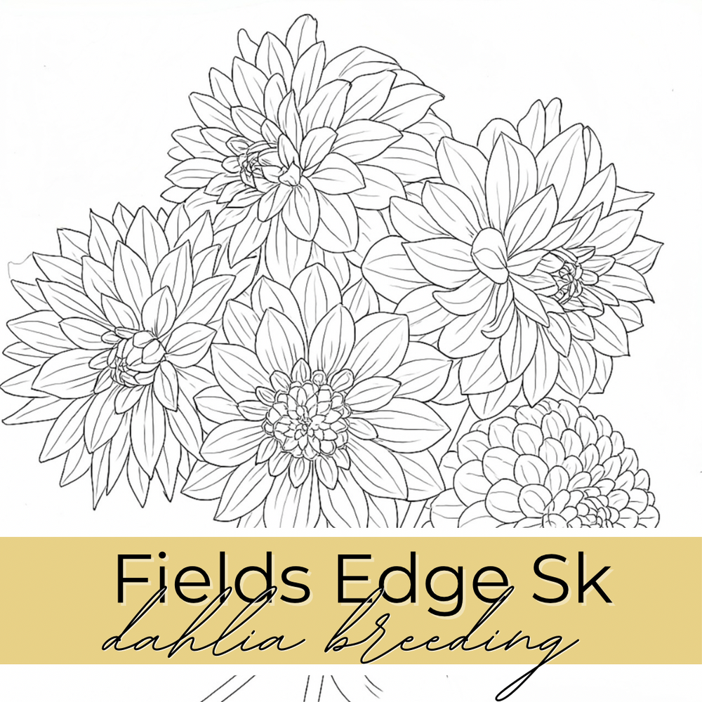 Fields Edge Sk