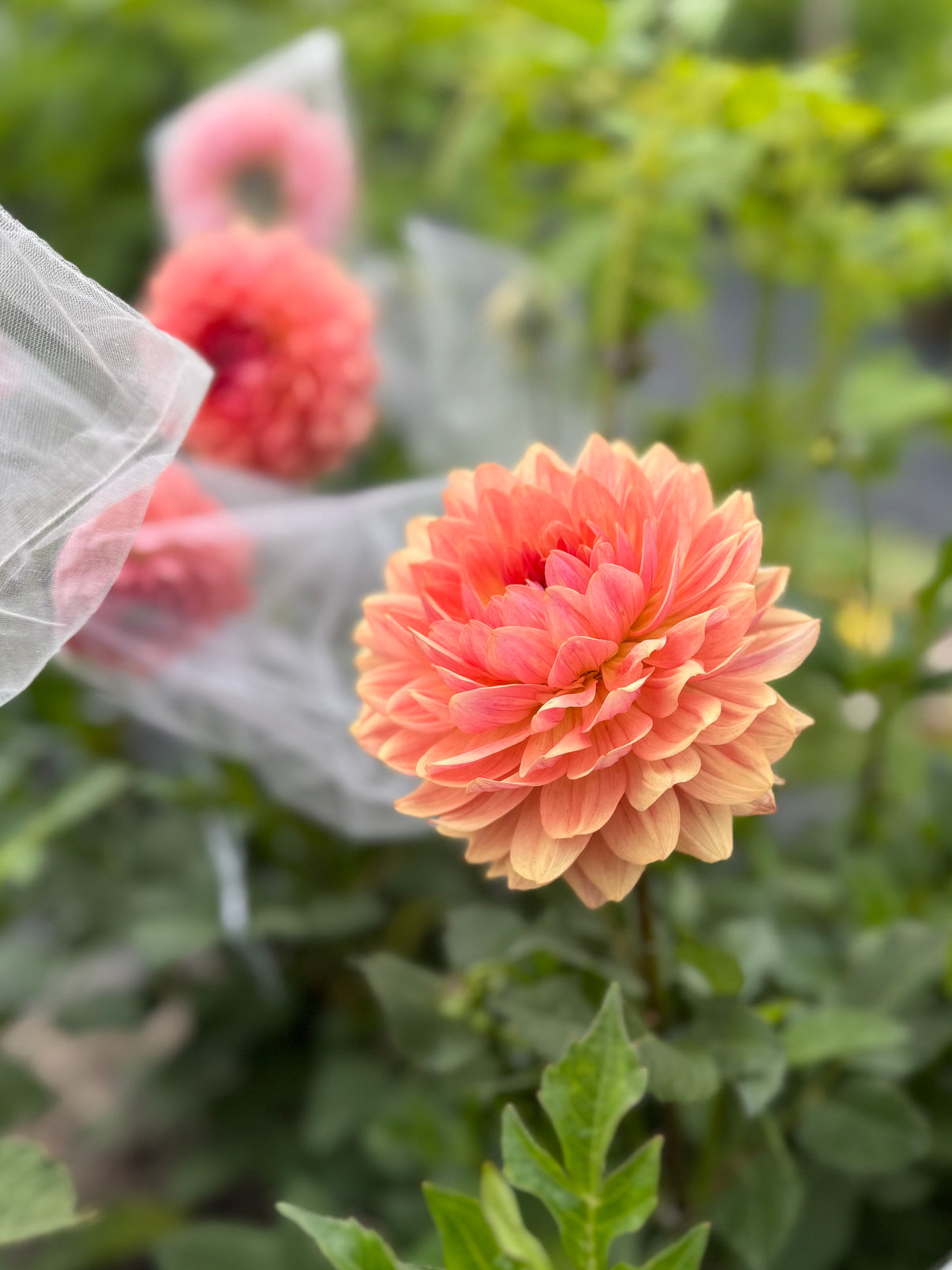 Fawn - 1 Cutting – Fields Edge Sk